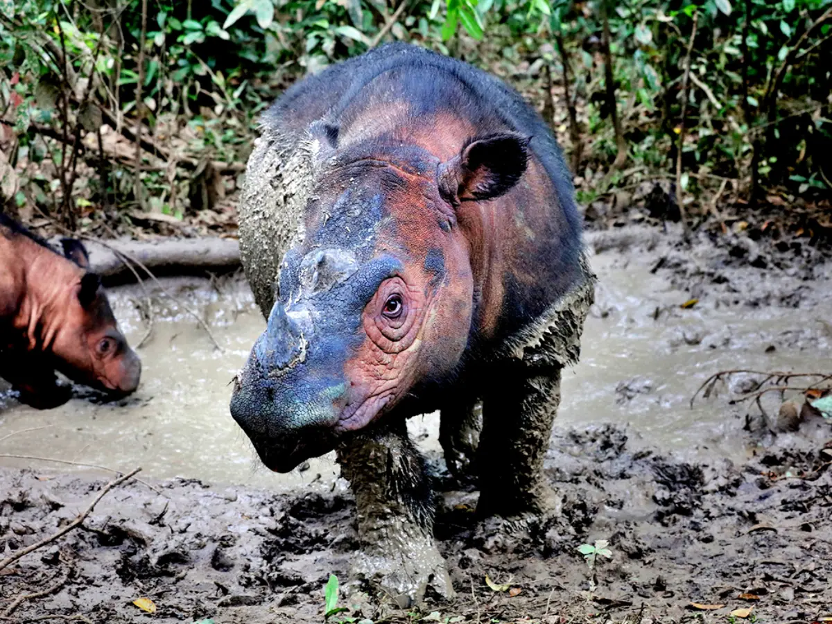 Angela Idang Tidak Percaya Mahakam Ulu Punya Badak Kalimantan