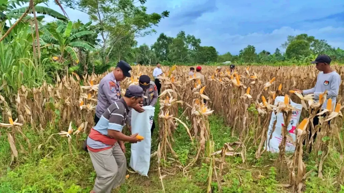 Polsek Muara Jawa Panen Raya Jagung, Dukung Pangan Nasional