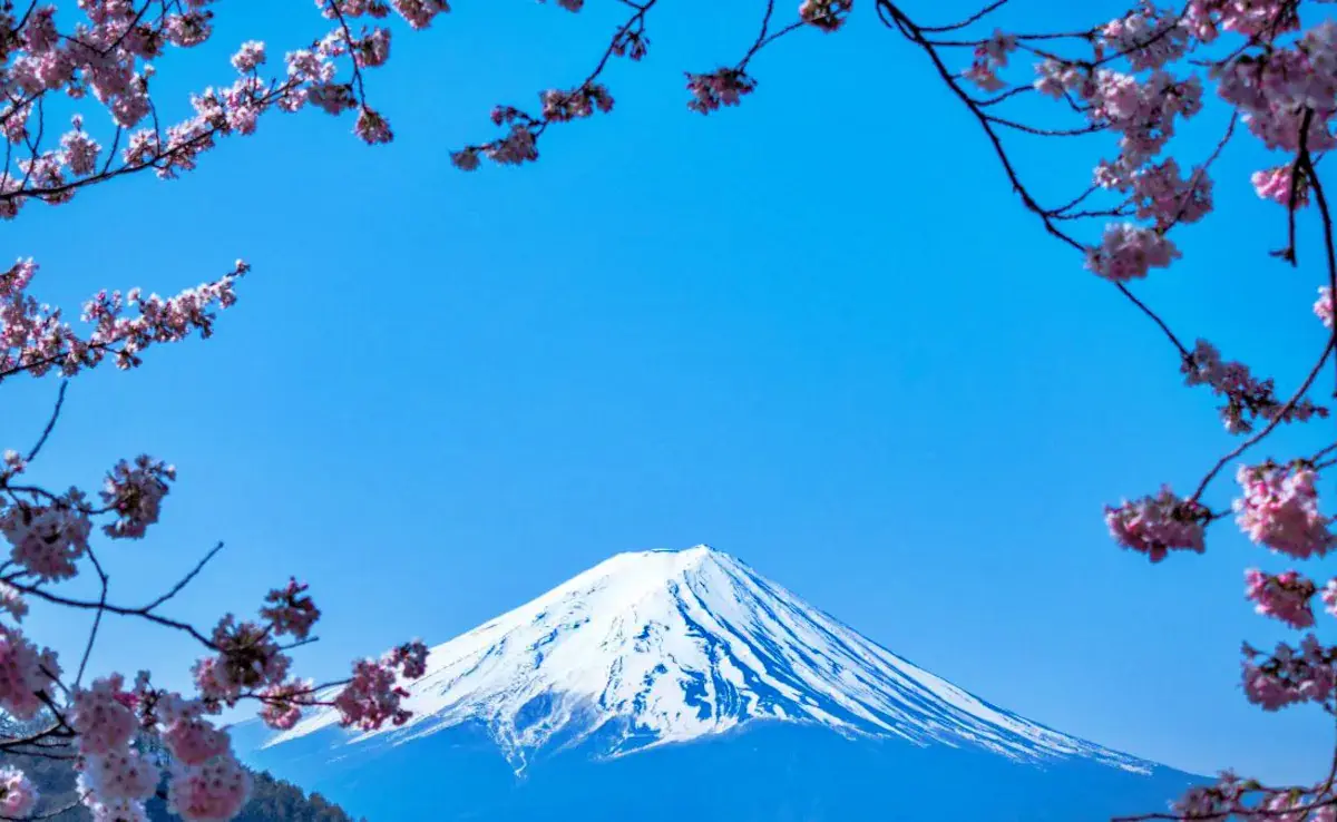Festival Bunga Sakura Dekat Gunung Fuji Batal Akibat Overtourism